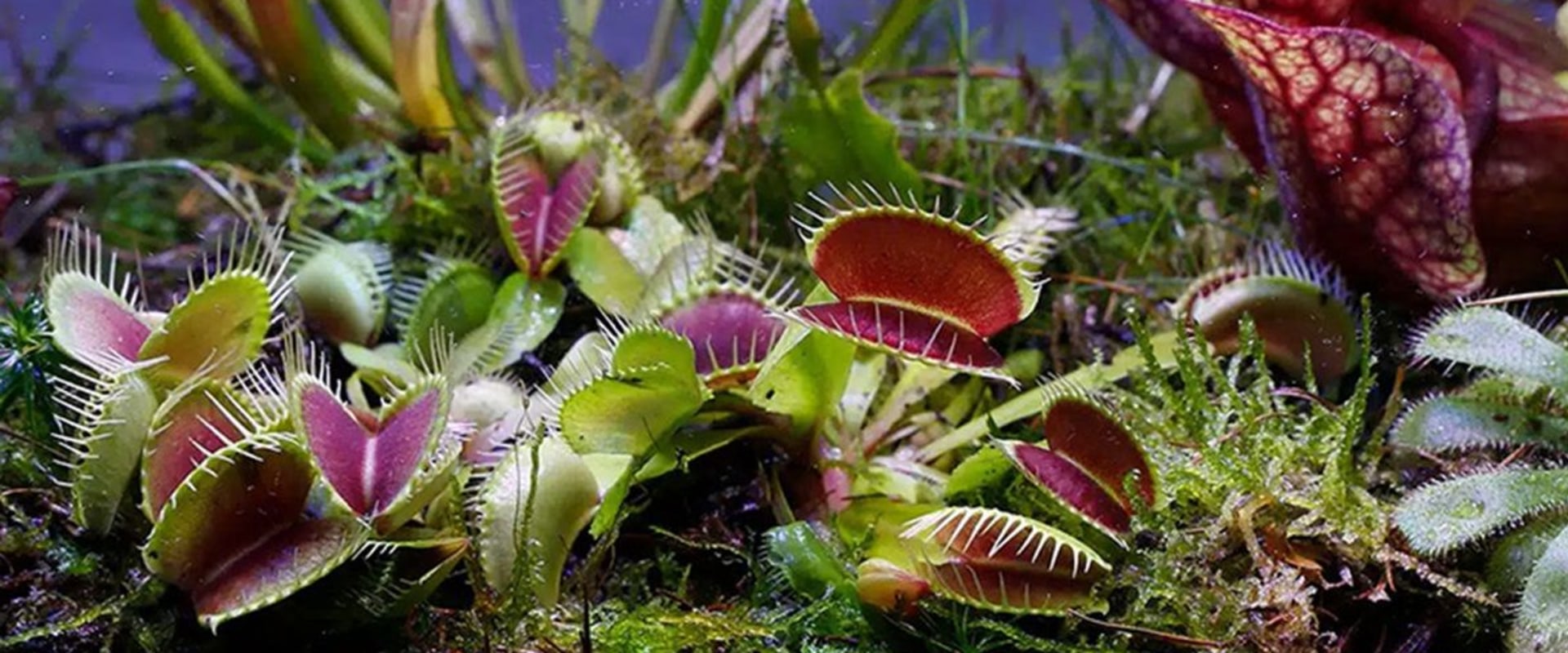 The Secret Life of Carnivorous Plants: A Closer Look at Their Lifespan