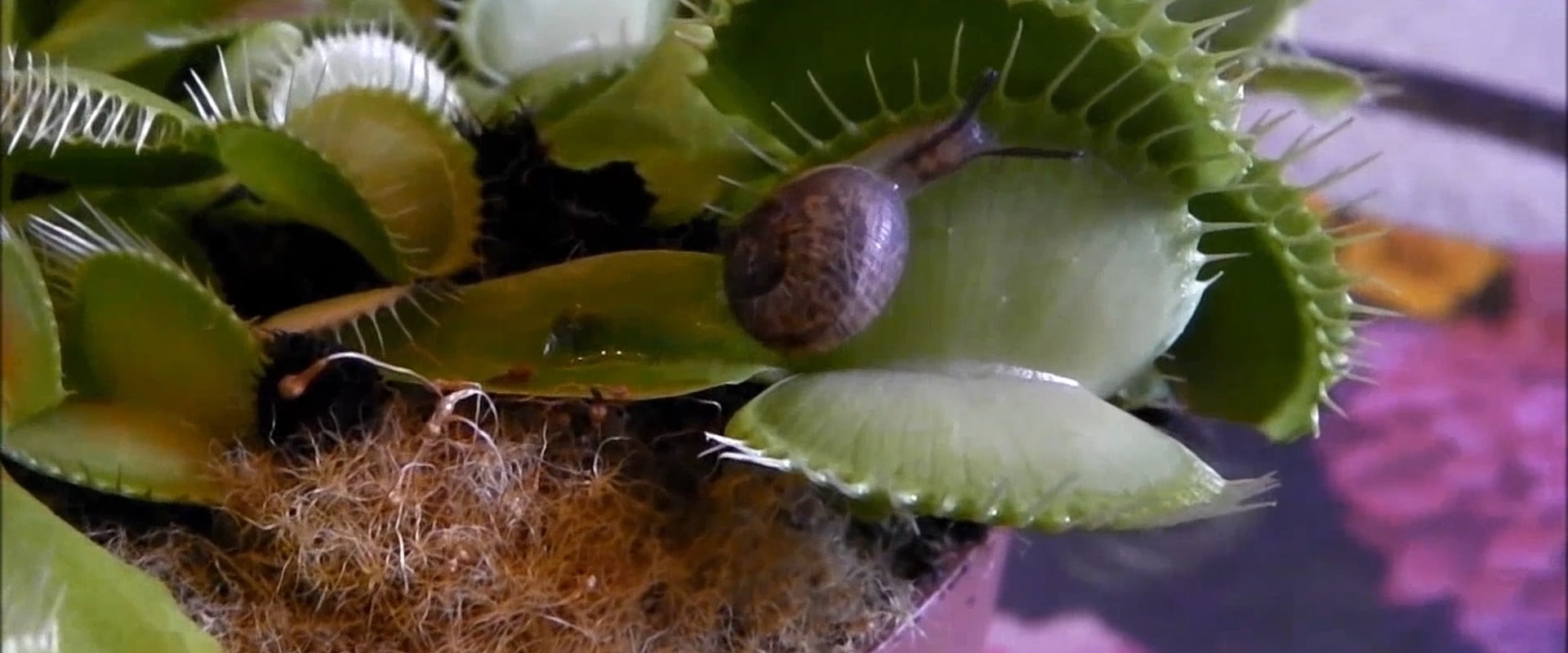 The Fascinating World of Carnivorous Plants: Exploring Their Unique ...