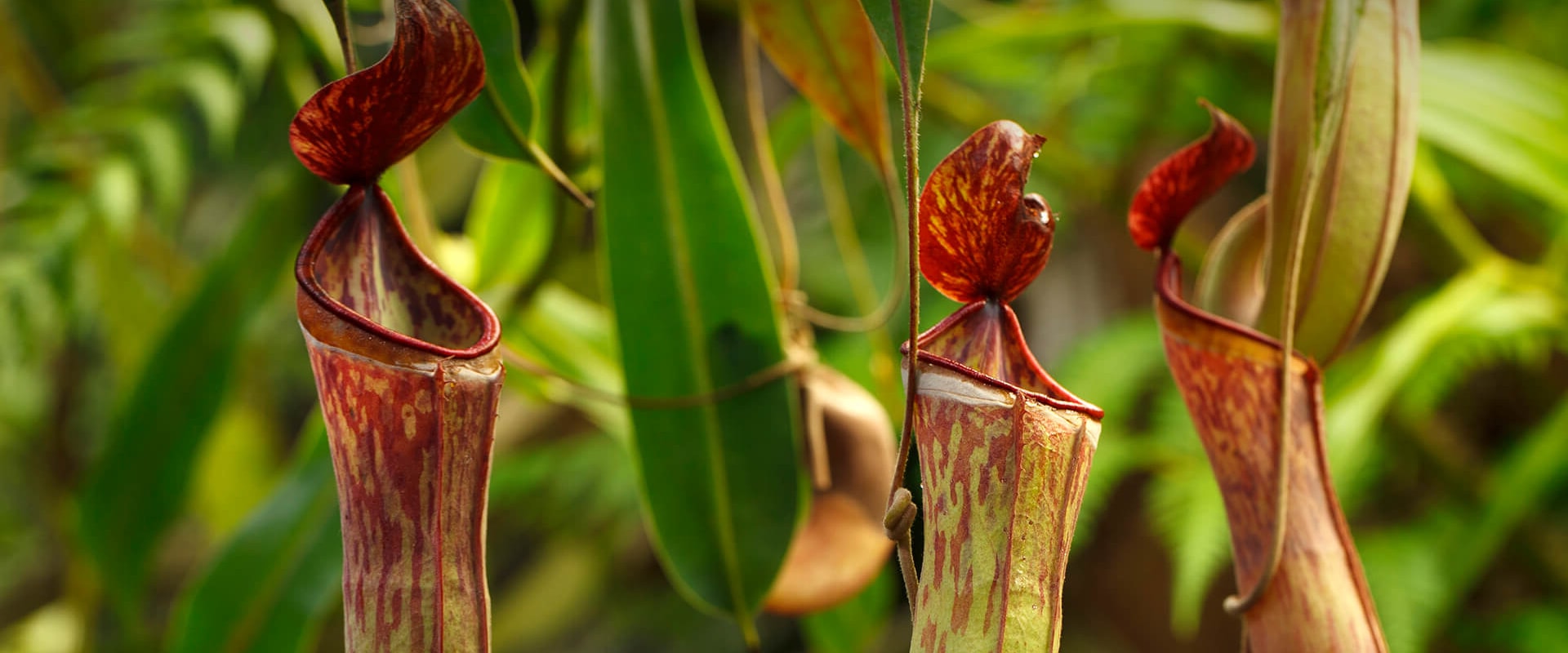 The Fascinating Purpose of Pitcher-Shaped Leaves on Carnivorous Plants
