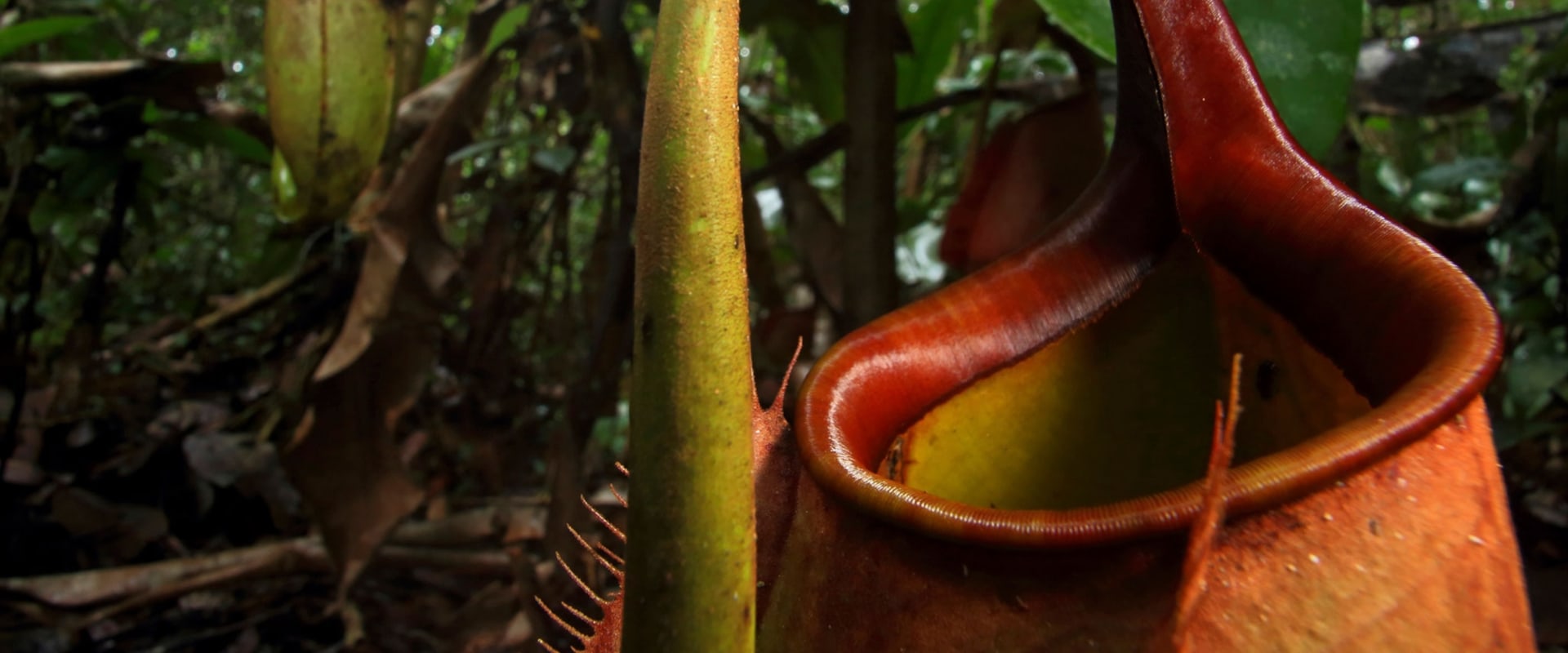 The Fascinating World of Carnivorous Plants: Uncovering the Largest ...