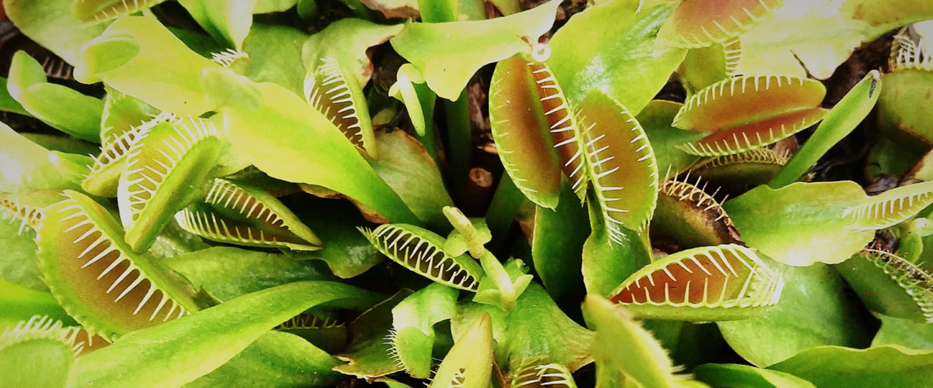 The Fascinating World of Carnivorous Plants: Can They Consume Larger ...
